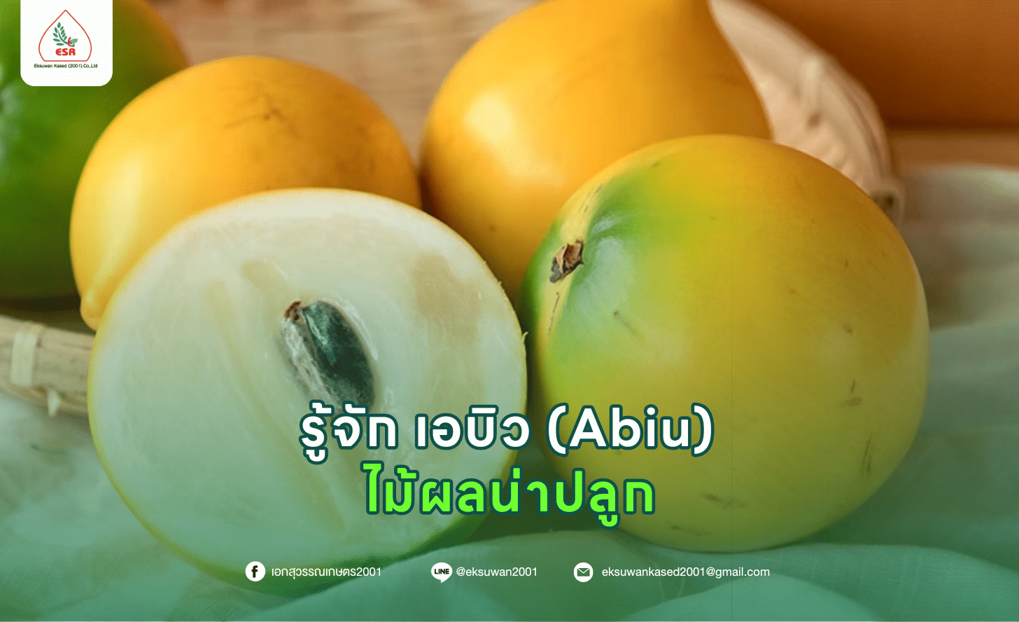 รู้จัก เอบิว (Abiu) ไม้ผลน่าปลูก